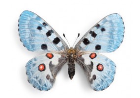 STICKERS PAPILLON - stickers muraux décoratifs - le-monde-du-stickers.fr