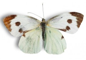 STICKERS PAPILLON - stickers muraux décoratifs - le-monde-du-stickers.fr