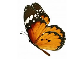 STICKERS PAPILLON - stickers muraux décoratifs - le-monde-du-stickers.fr