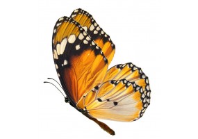 STICKERS PAPILLON - stickers muraux décoratifs - le-monde-du-stickers.fr