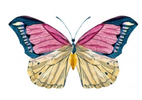 STICKERS PAPILLON - stickers muraux décoratifs - le-monde-du-stickers.fr