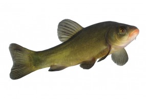 Poisson - le-monde-du-stickers.fr