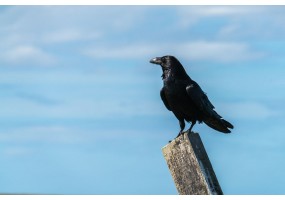 Oiseau - le-monde-du-stickers.fr