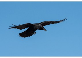 Oiseau - le-monde-du-stickers.fr