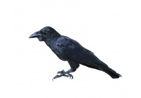 Oiseau - le-monde-du-stickers.fr